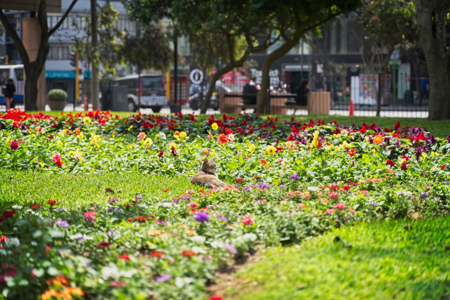 16 TOP Things To Do In Lima, Peru - Nomadic Foodist